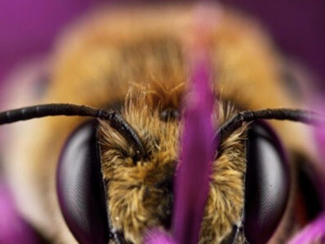 Best Pics From Insect Photo Competition
