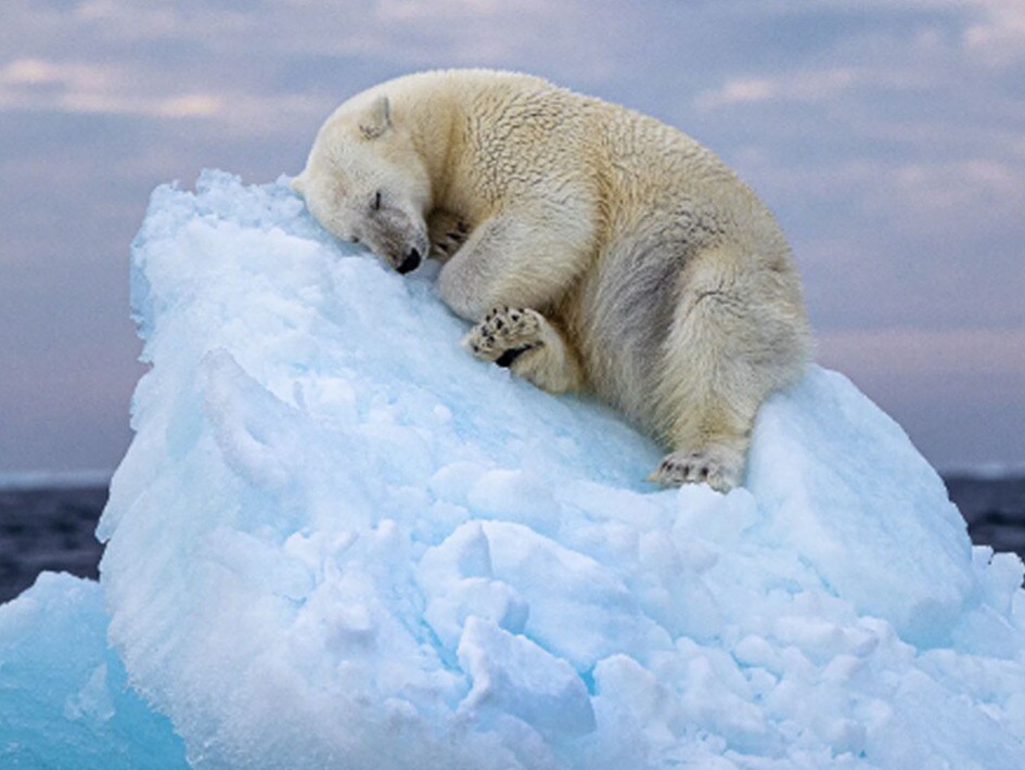 Wildlife Photographer Of The Year