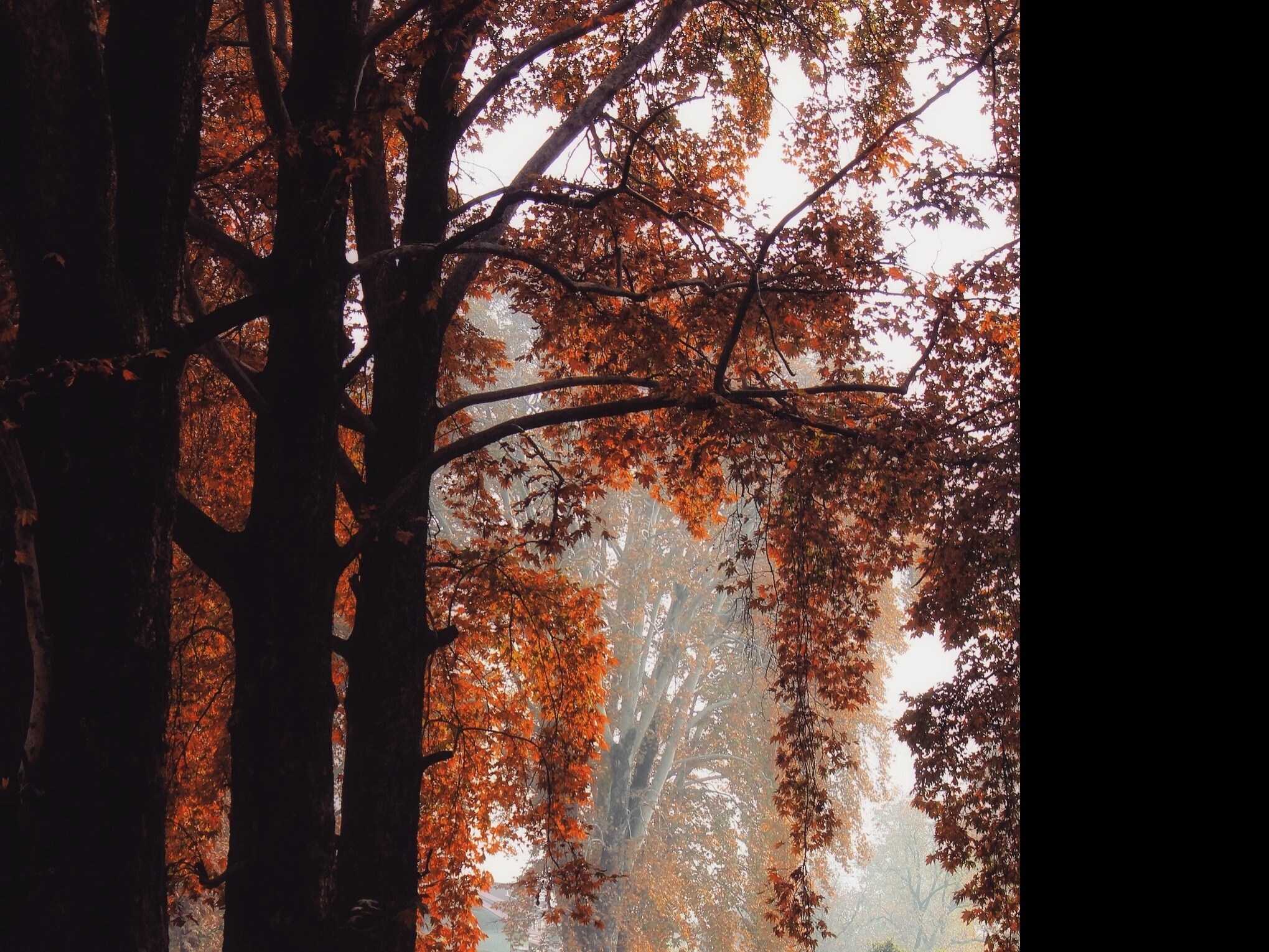 Best Places In India To Witness Autumn Beauty