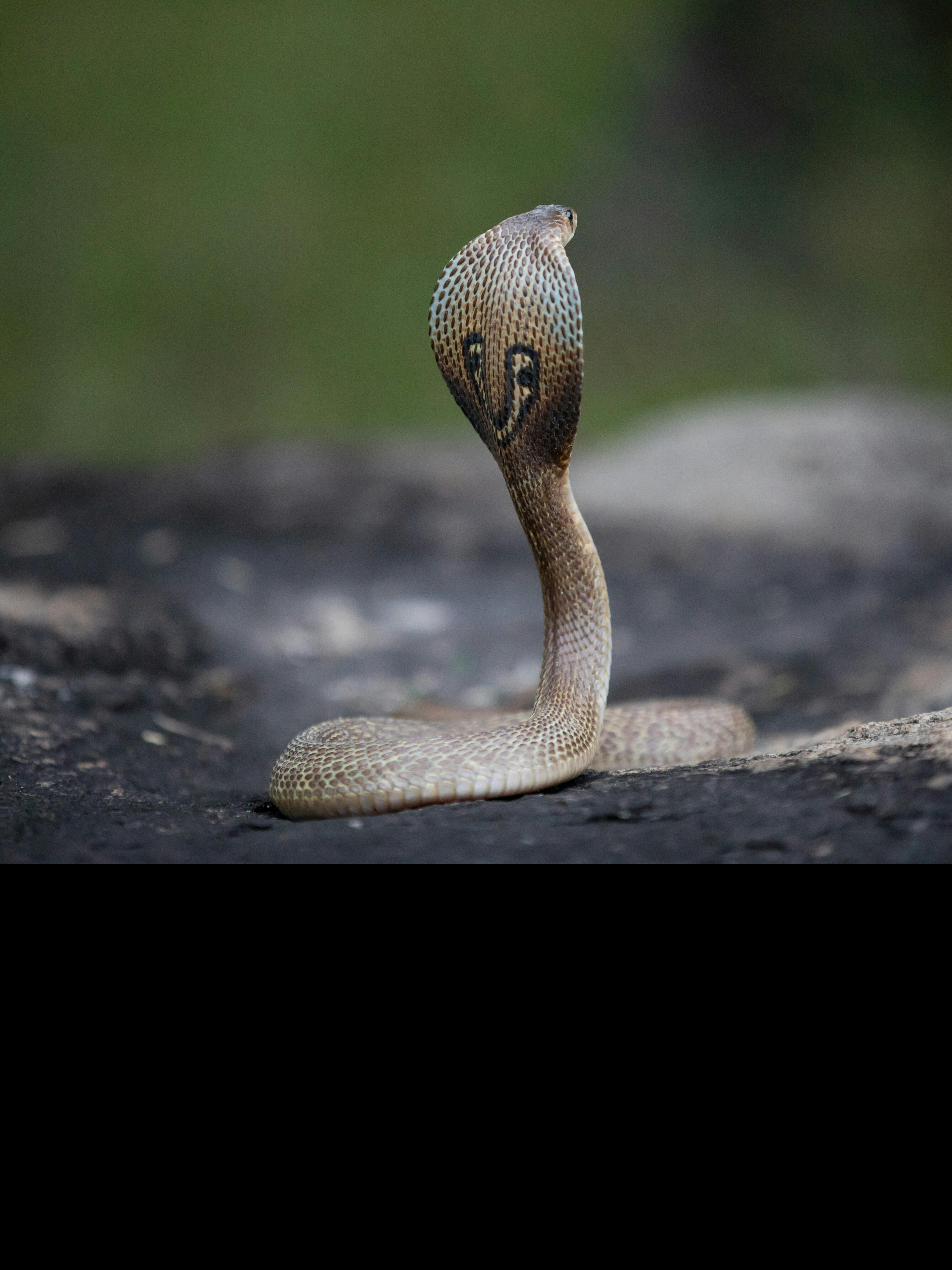 "Big Four": Deadliest Snakes Of India
