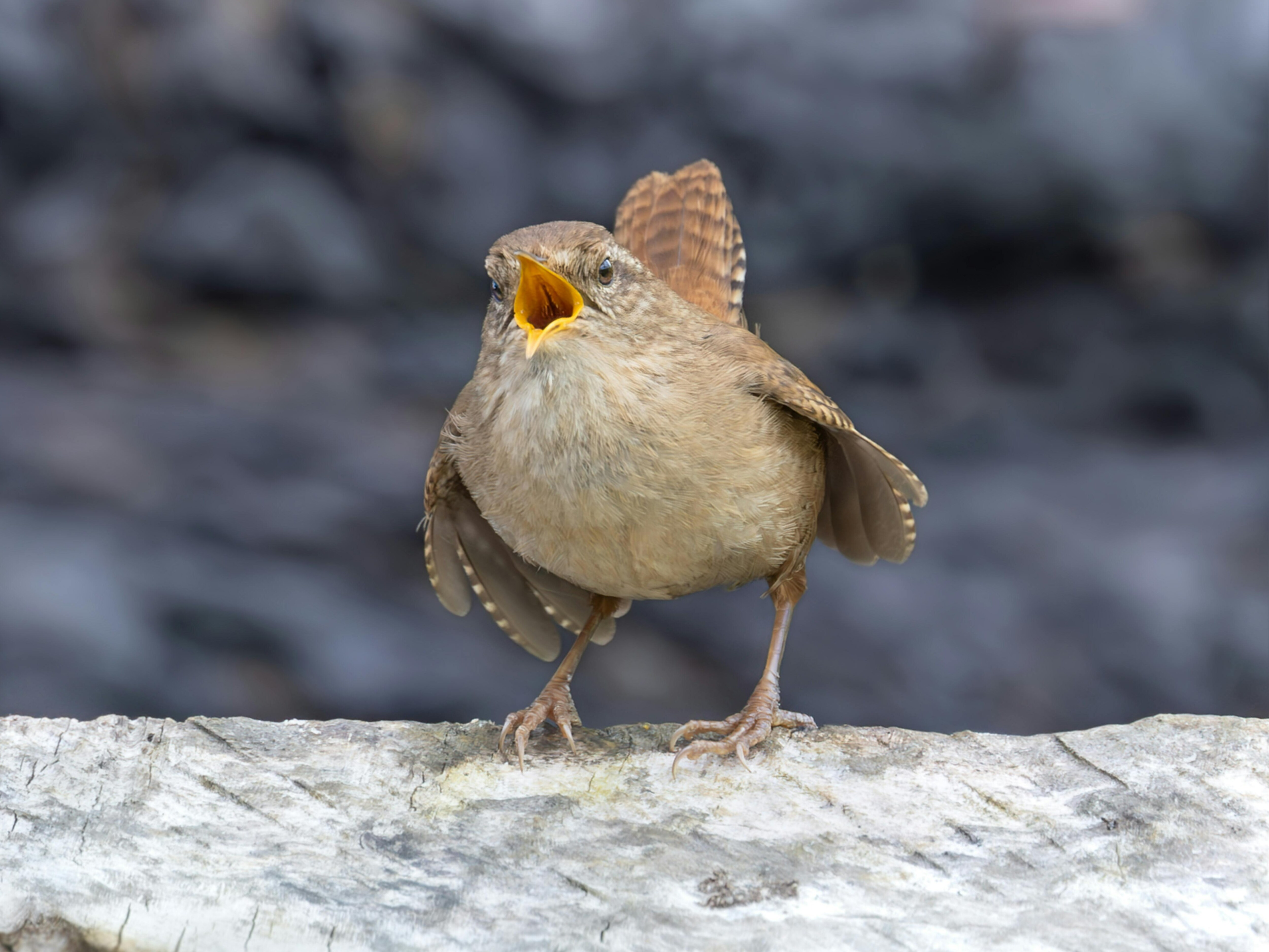 Bird Sounds And What They Mean