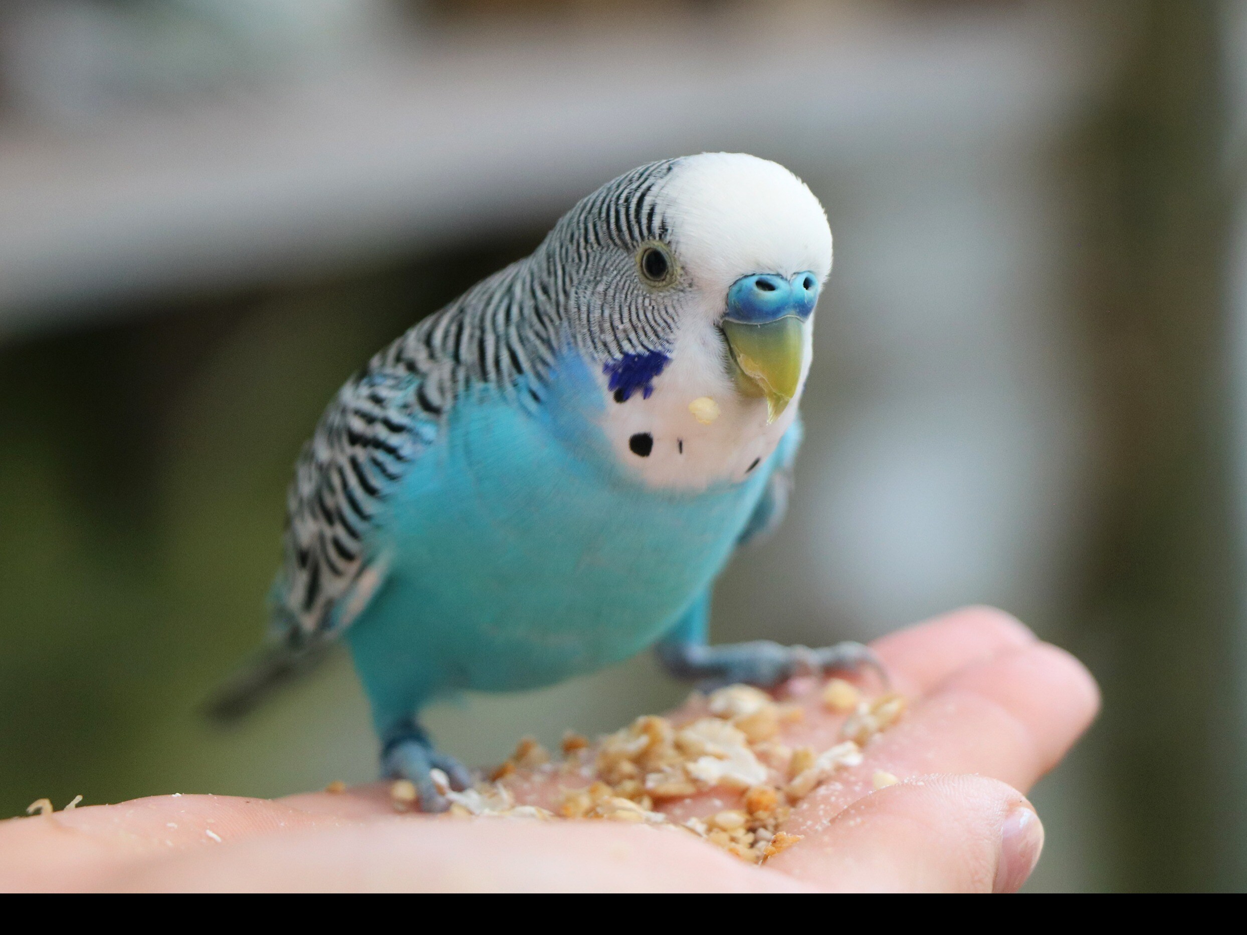 Birds That Are Easy To Train