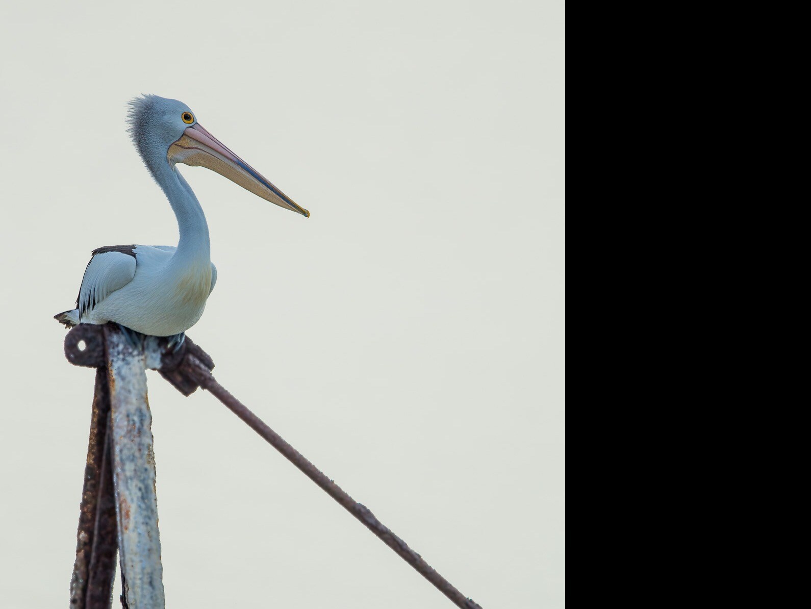 Birds That Have The Longest Beaks