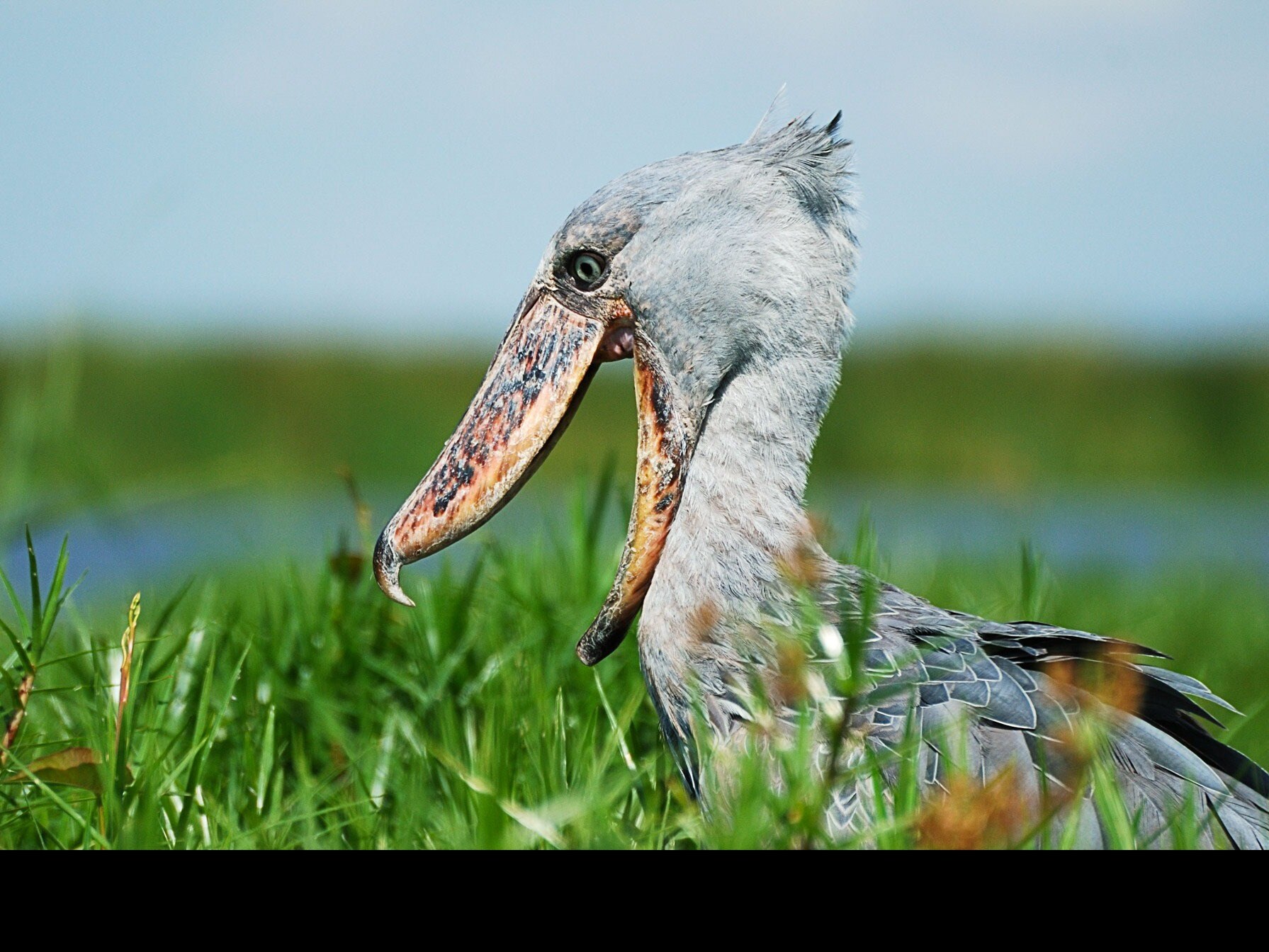 Birds With Weirdest Beaks