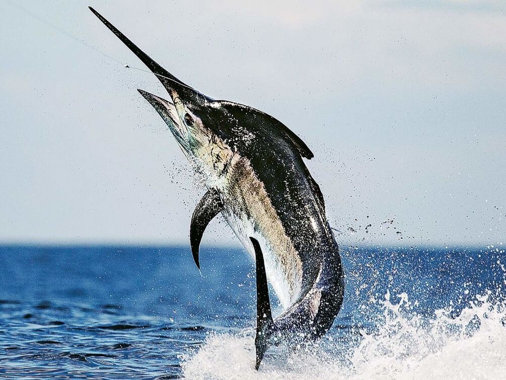 Black Marlin: Meet World's Fastest Sea Creature