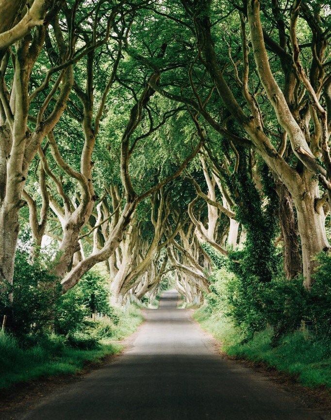 Tree Tunnels