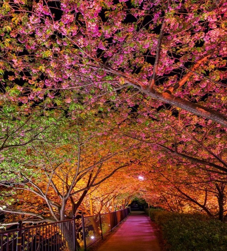 Beautiful Tree Tunnels