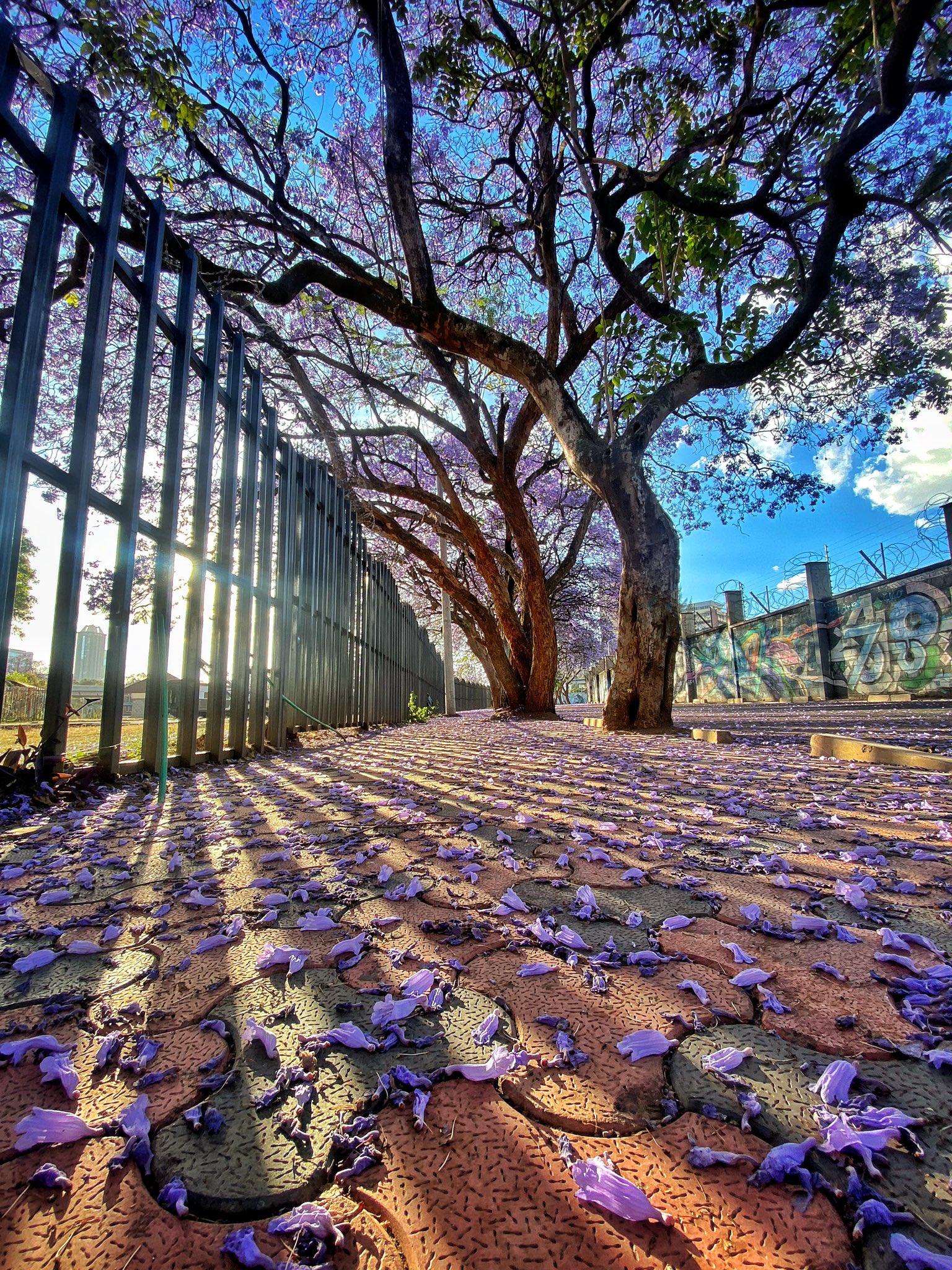 Purple Tree Tunnel
