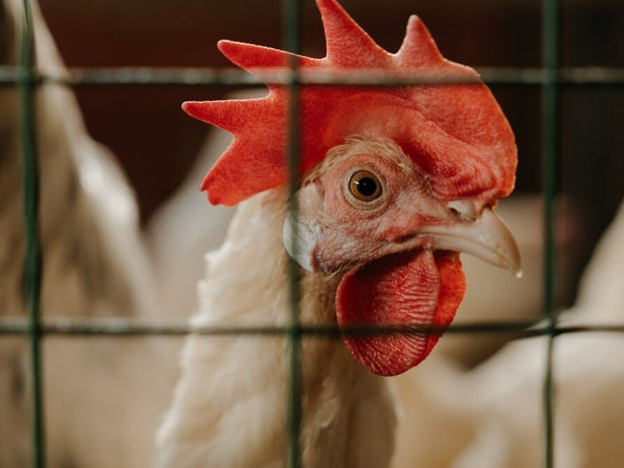 Cage-Free vs Free-Range Hens: What's The Difference