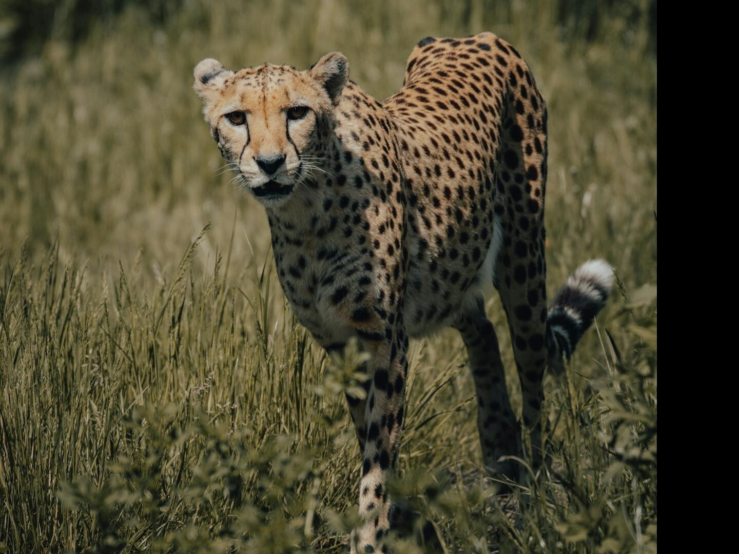 Cheetahs: All About The Fastest Land Animal