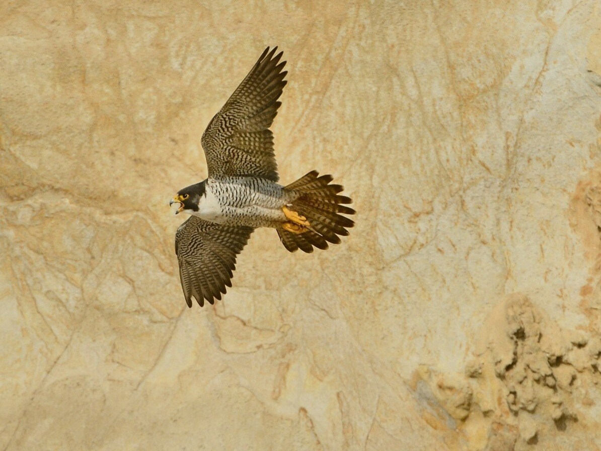 Clever Hunting Techniques Of World's Fastest Hunter