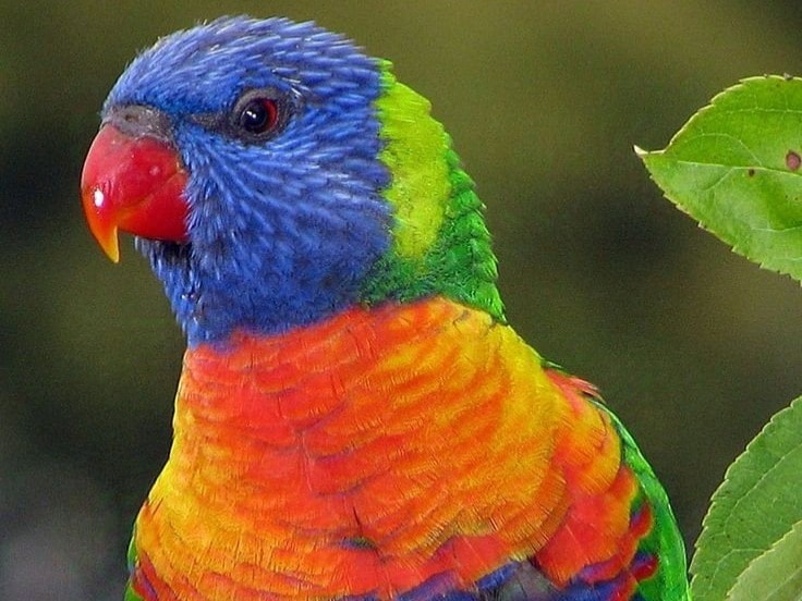 Colourful Animals That Resemble A Rainbow
