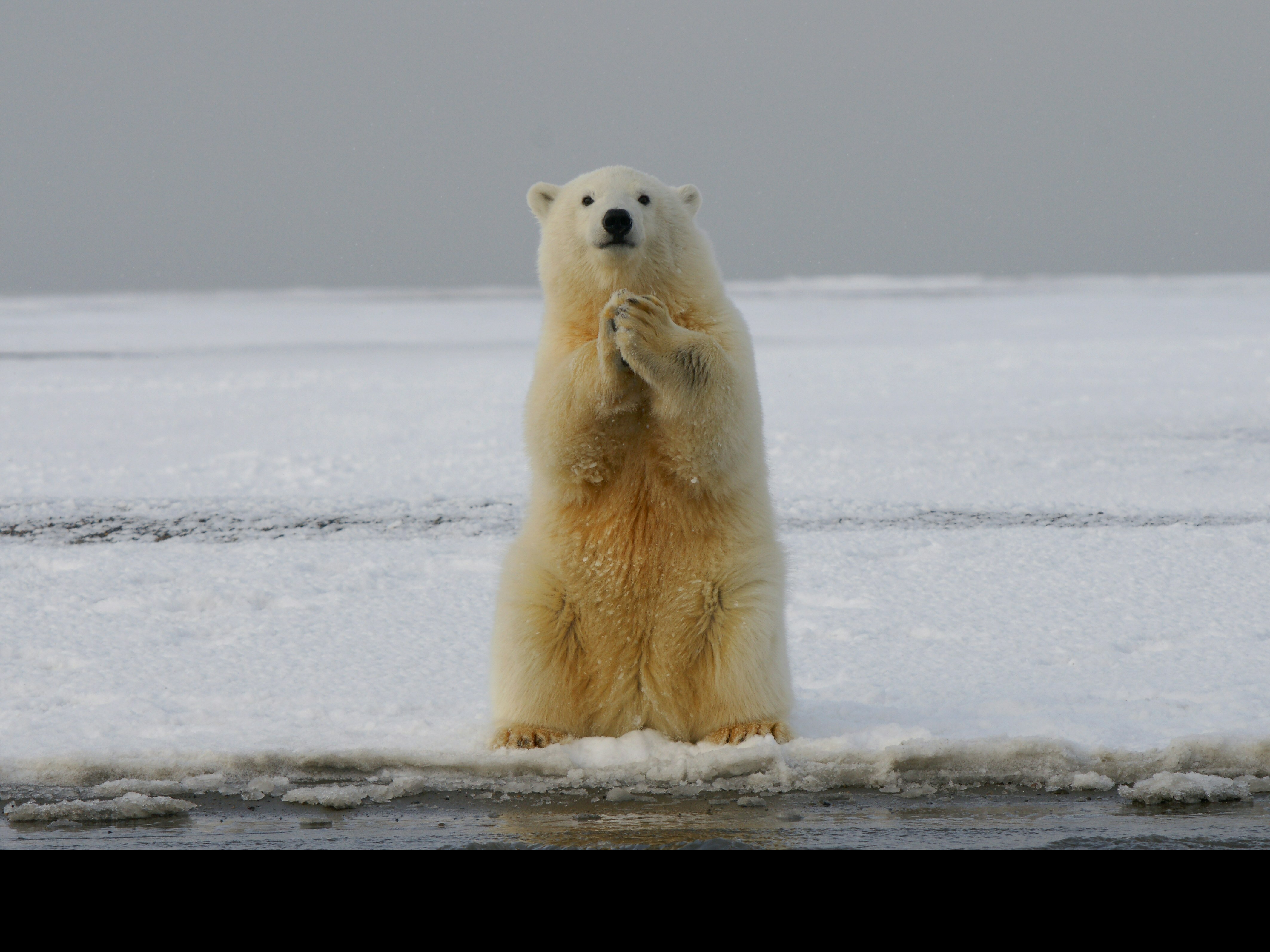 Countries Where Polar Bears Are Found