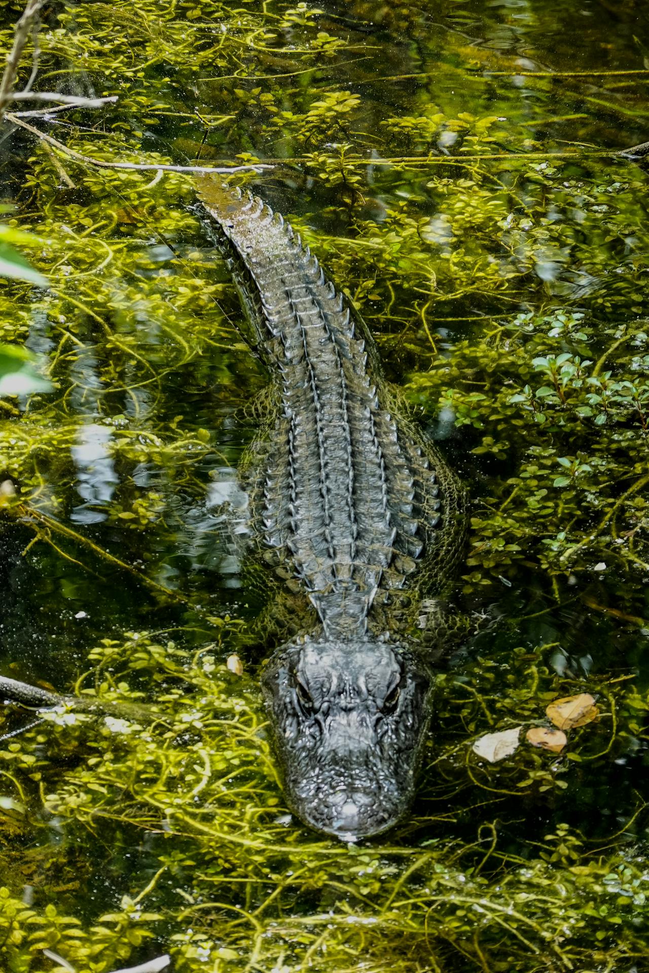 Crocodiles Vs Alligators Size