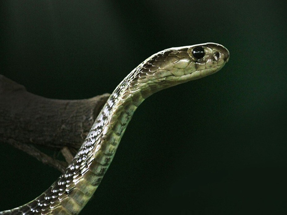 Deadliest Snakes Around The World