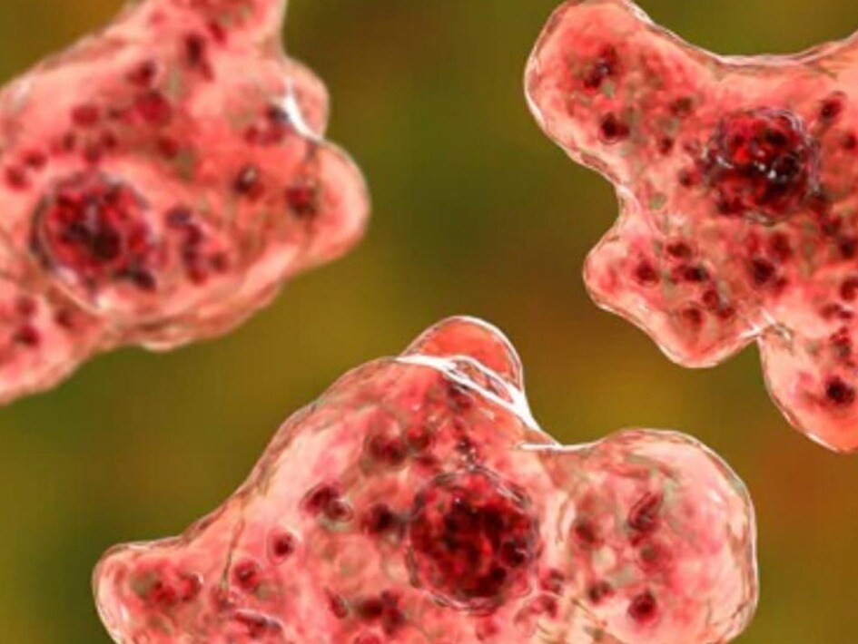 Deadly Brain-Eating Amoeba That Infects People Through Swimming