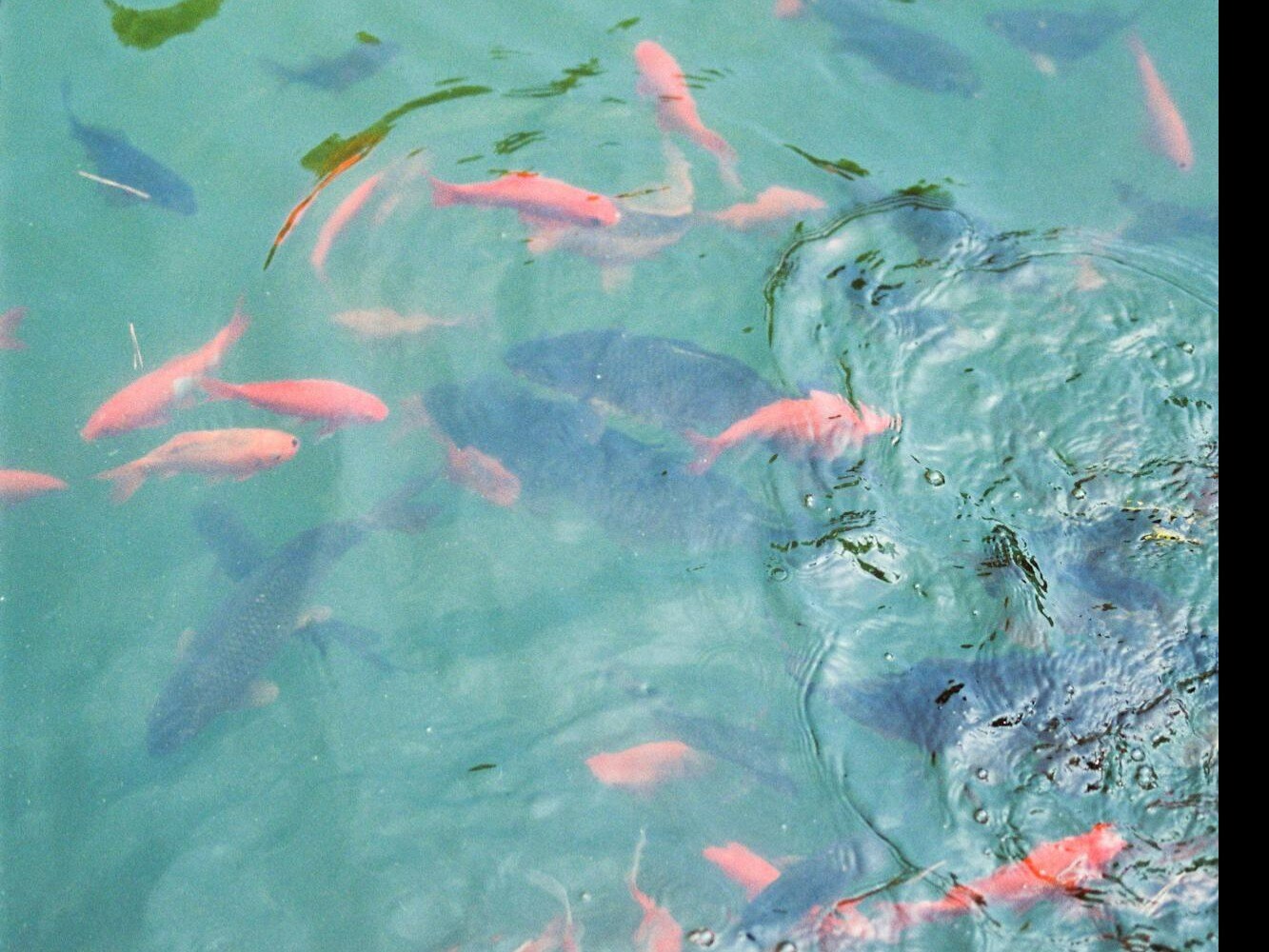 Do Fish Make Noise And Why