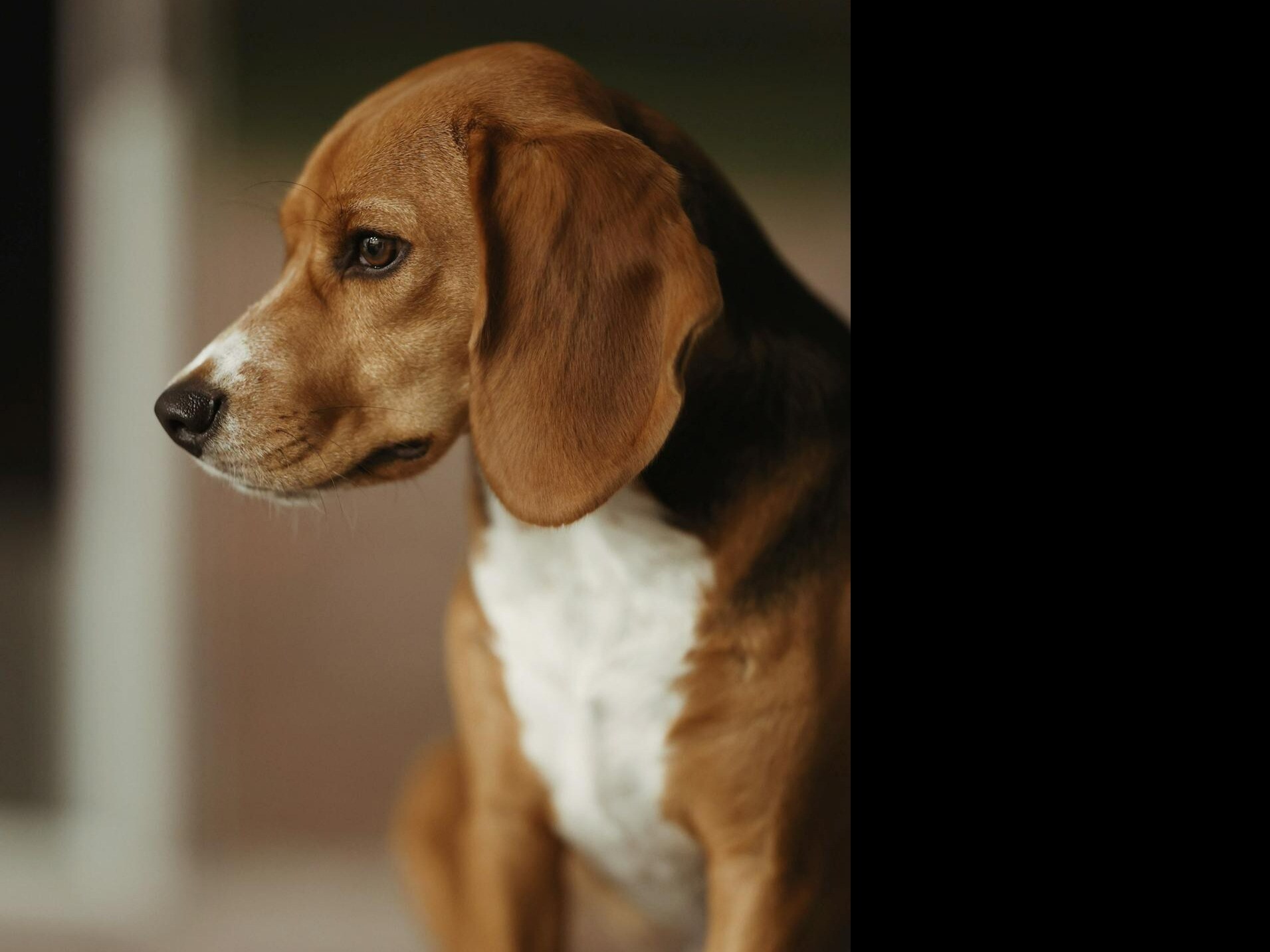 Dog Breeds Known For Their Floppy Ears