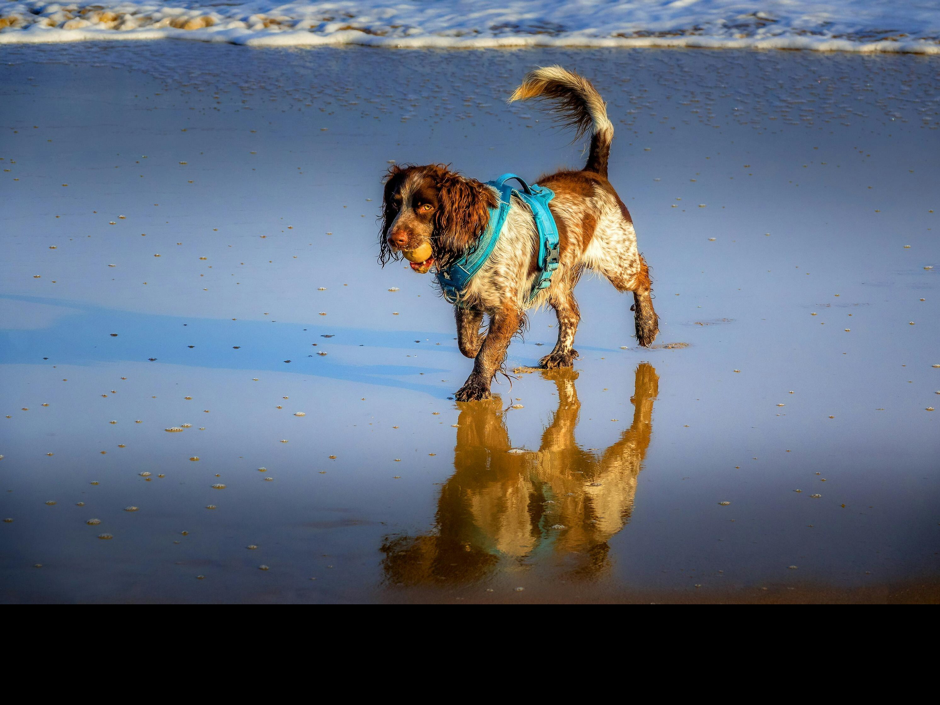 Dog Breeds Known For Swimming Skills