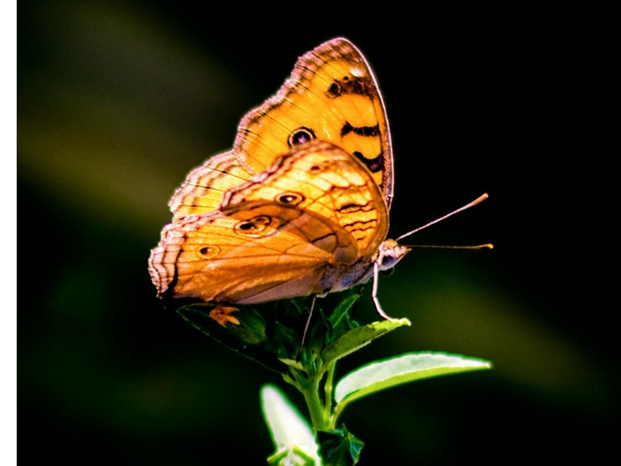 Explained: The Life Cycle Of A Butterfly