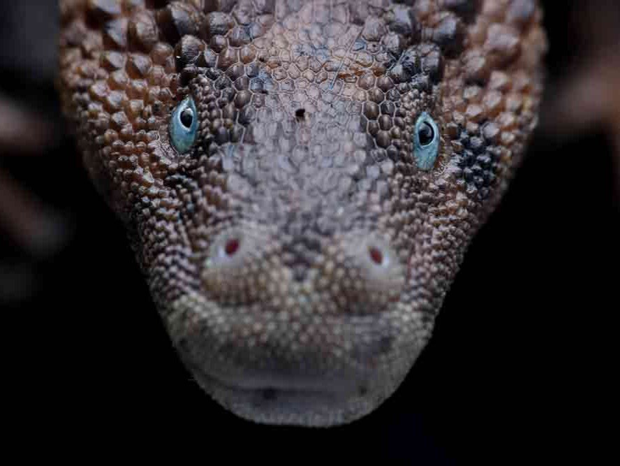 Facts About Earless Monitor Lizard