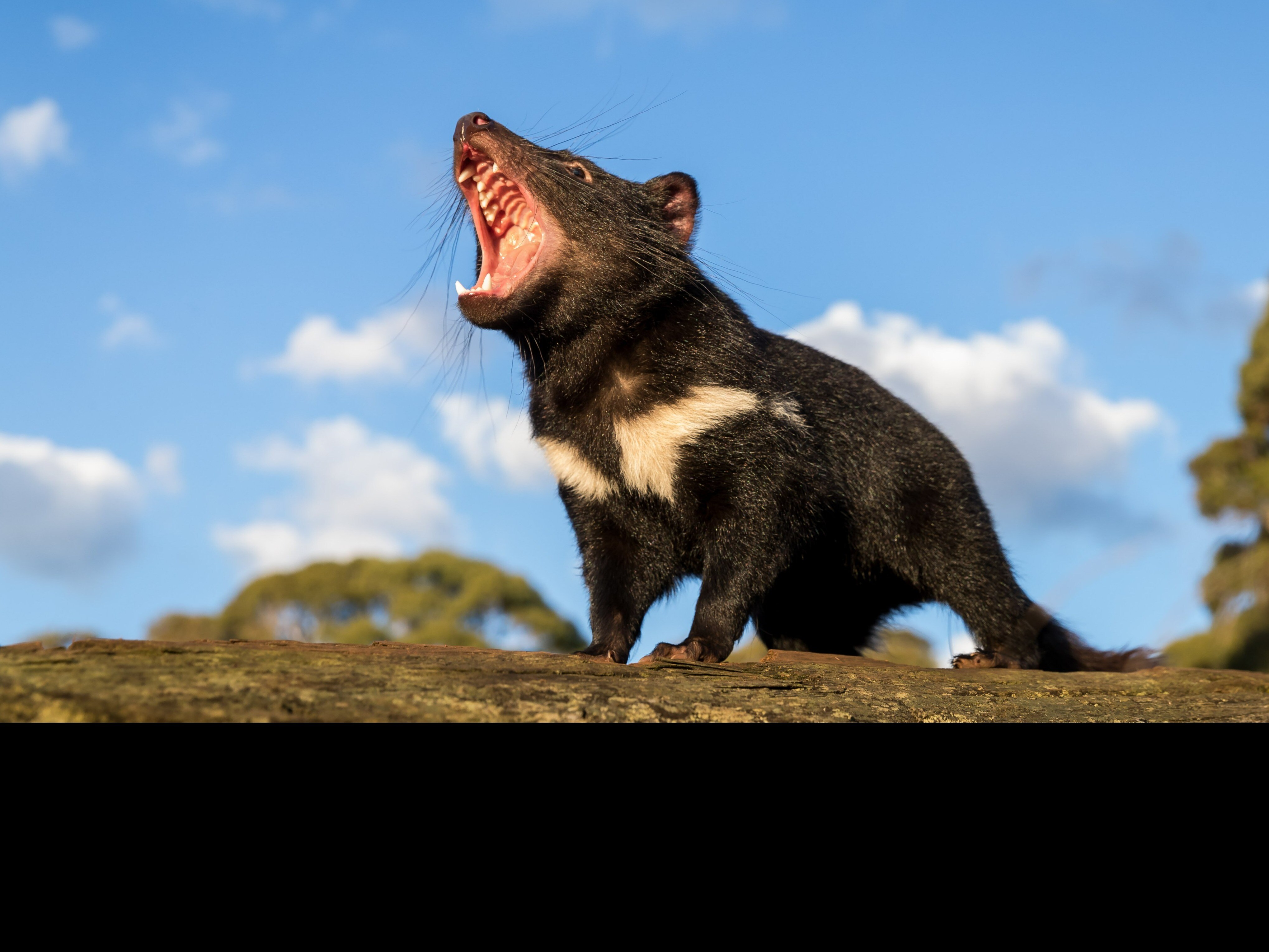 Facts About Rare Tasmanian Devil