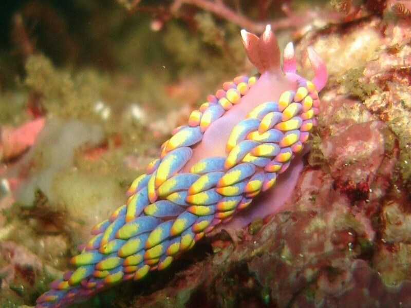 Fascinating Facts About Rainbow Sea Slug