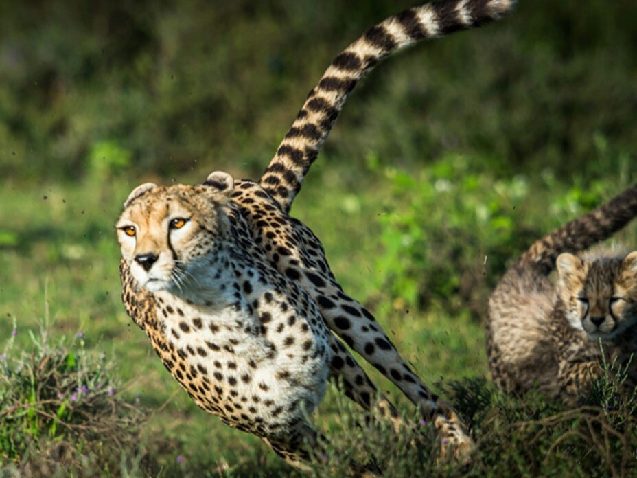 Fastest Animals On Earth