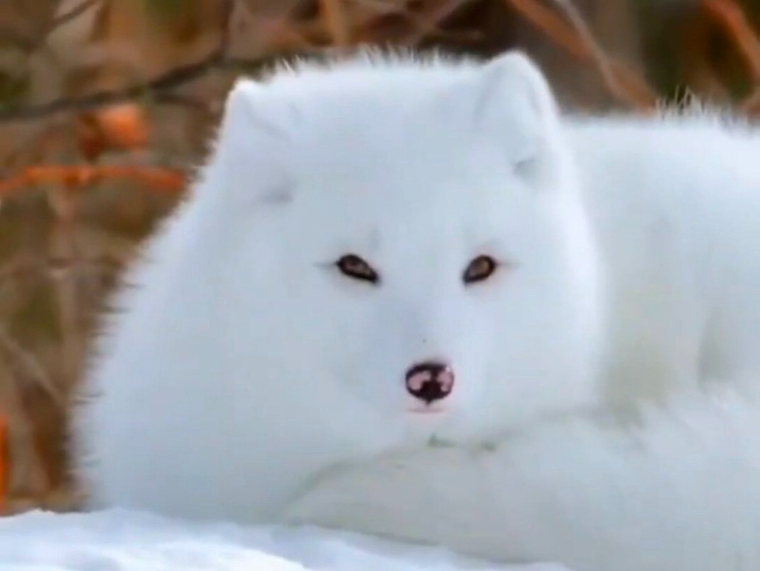 Fluffy Animals Found In The Wild