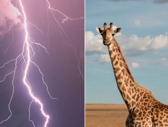 Giraffes Get Hit By Lightning More Than Humans. Here's Why