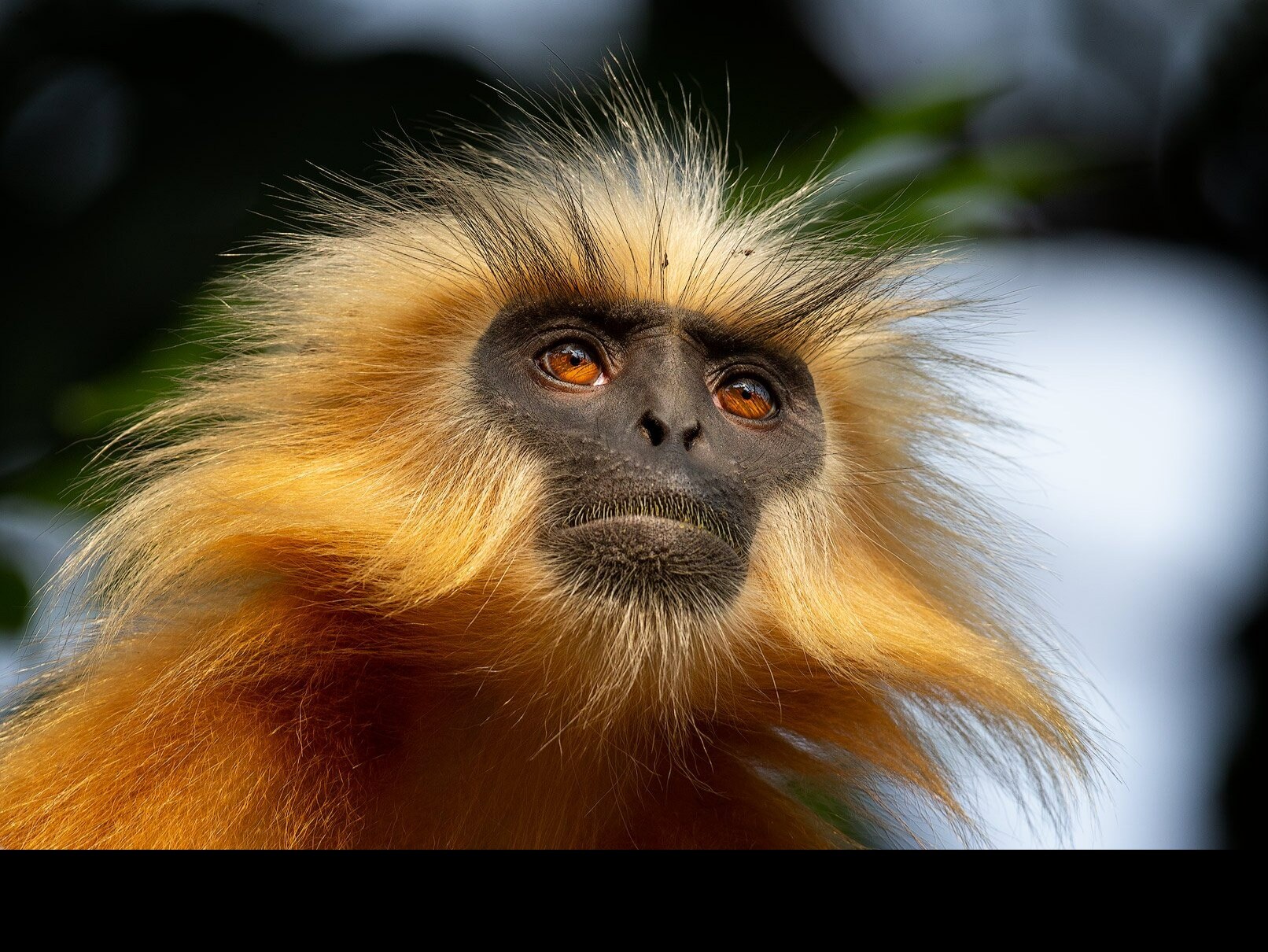 Golden Langur: World's Rarest Primate