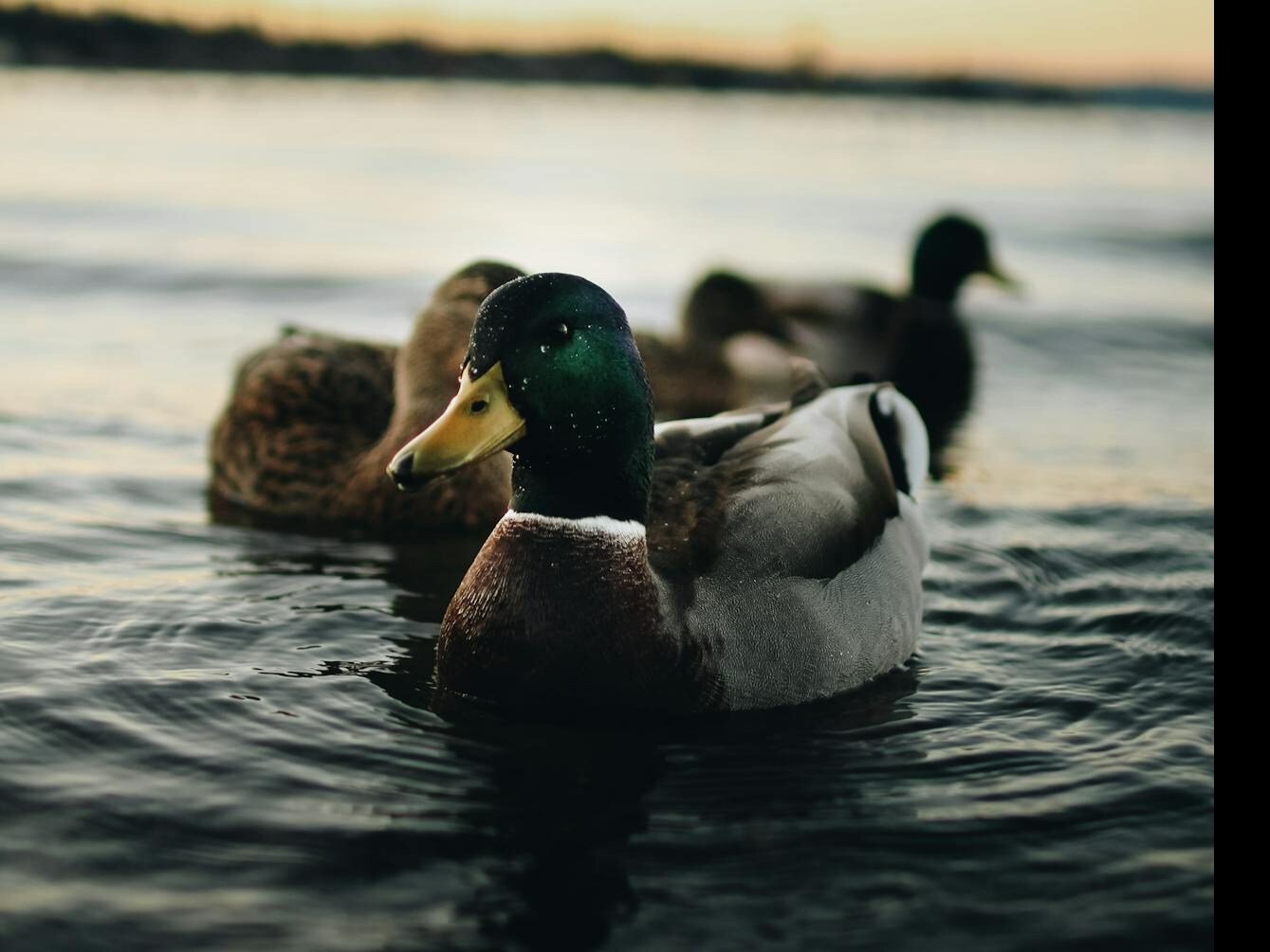 Goose vs Duck: What's Difference