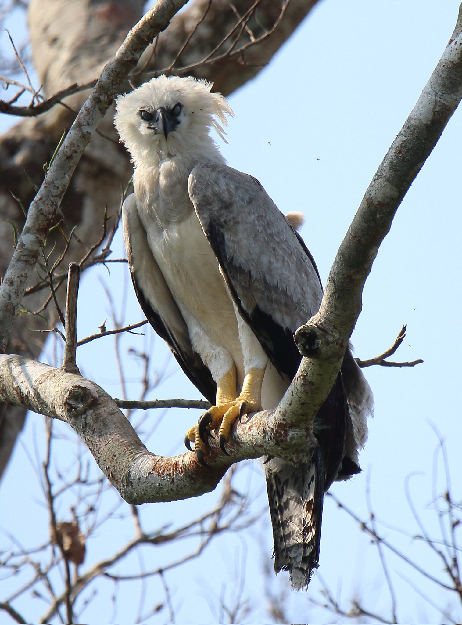 Harpy Eagle Perched