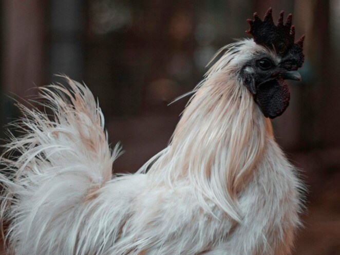 Head Cut Off, This Chicken Survived For 18 Months