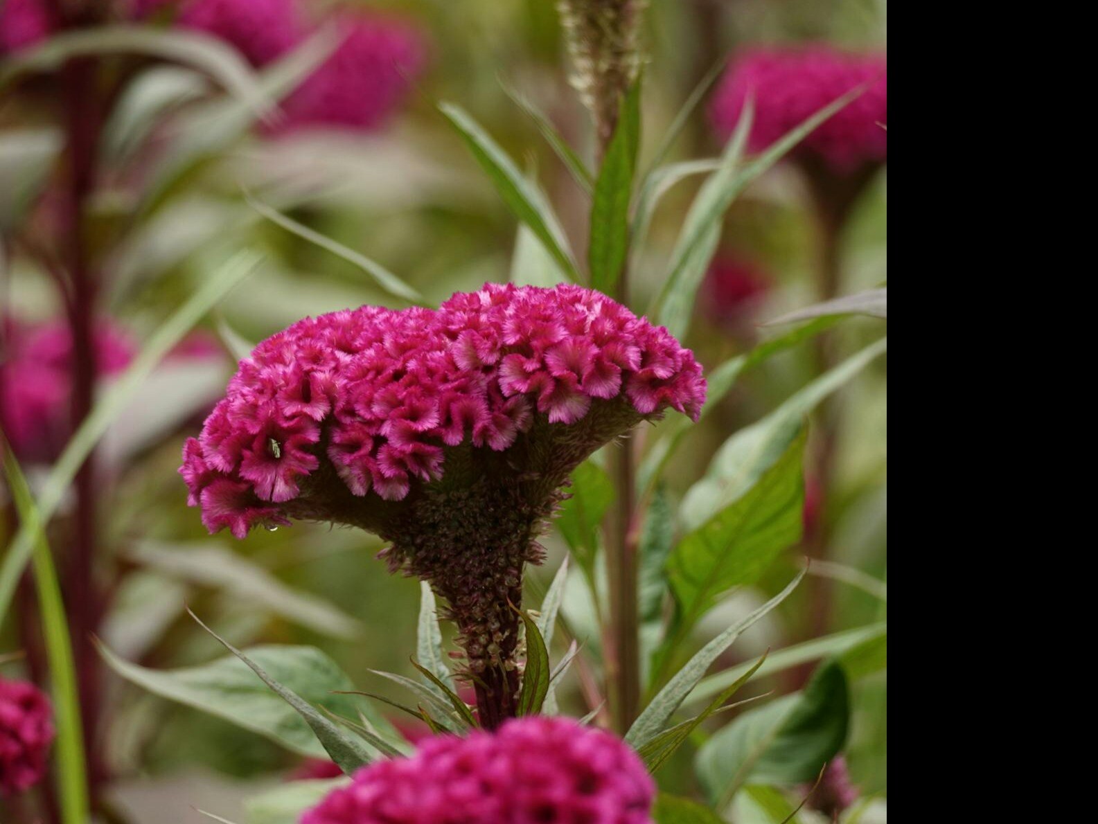 Health Benefits Of Cockscomb Flower (Mawal)