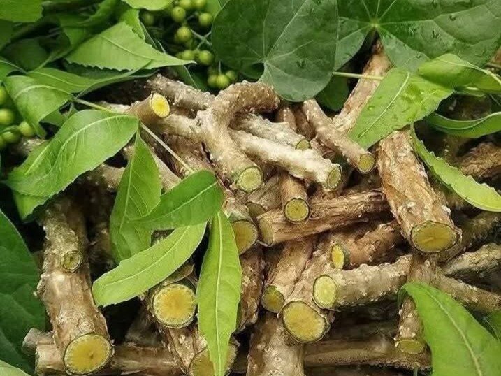 Health Benefits Of Giloy In Winter