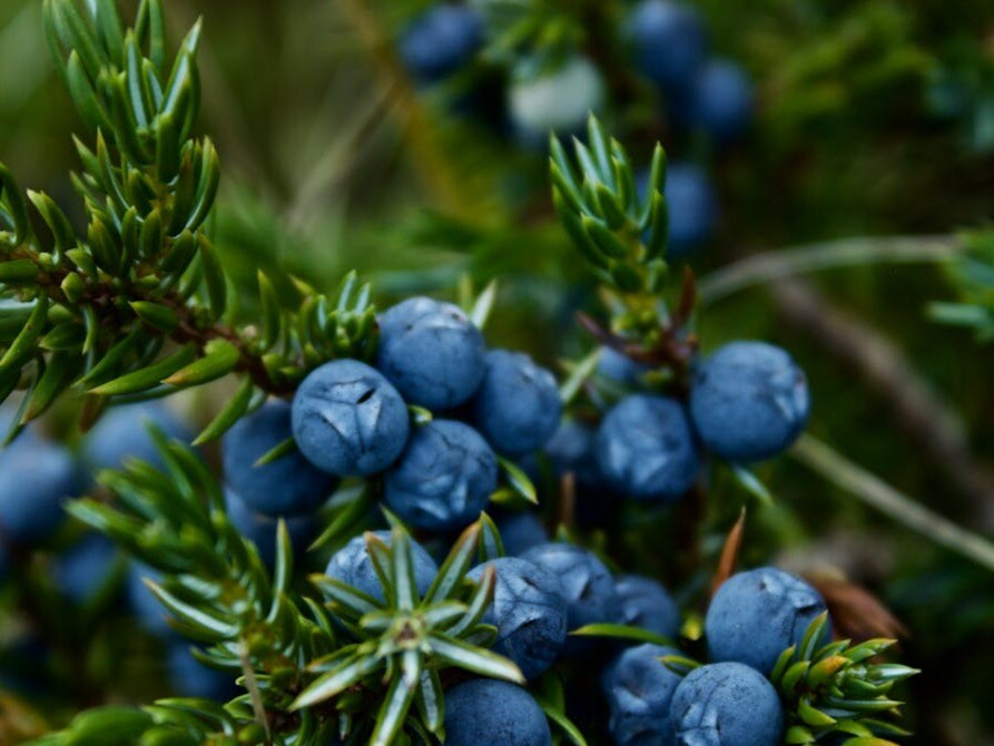 Health Benefits Of Juniper Berries