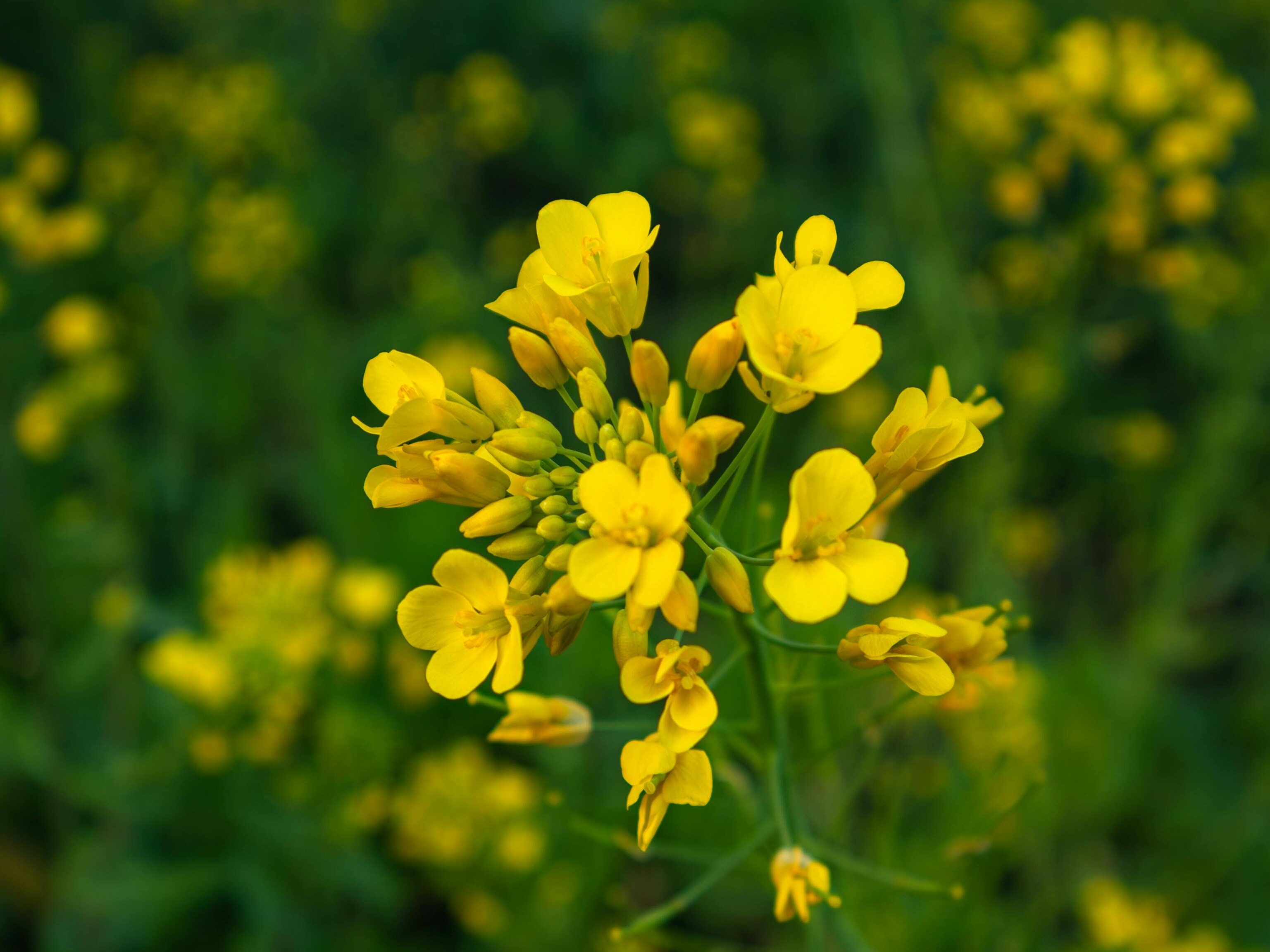 Health Benefits Of Wild Mustard
