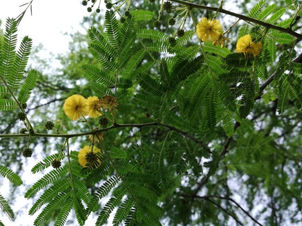 Babool Leaves Chewing Benefits: दात न घासता बाभळाची पाने खाल्ली तर ...