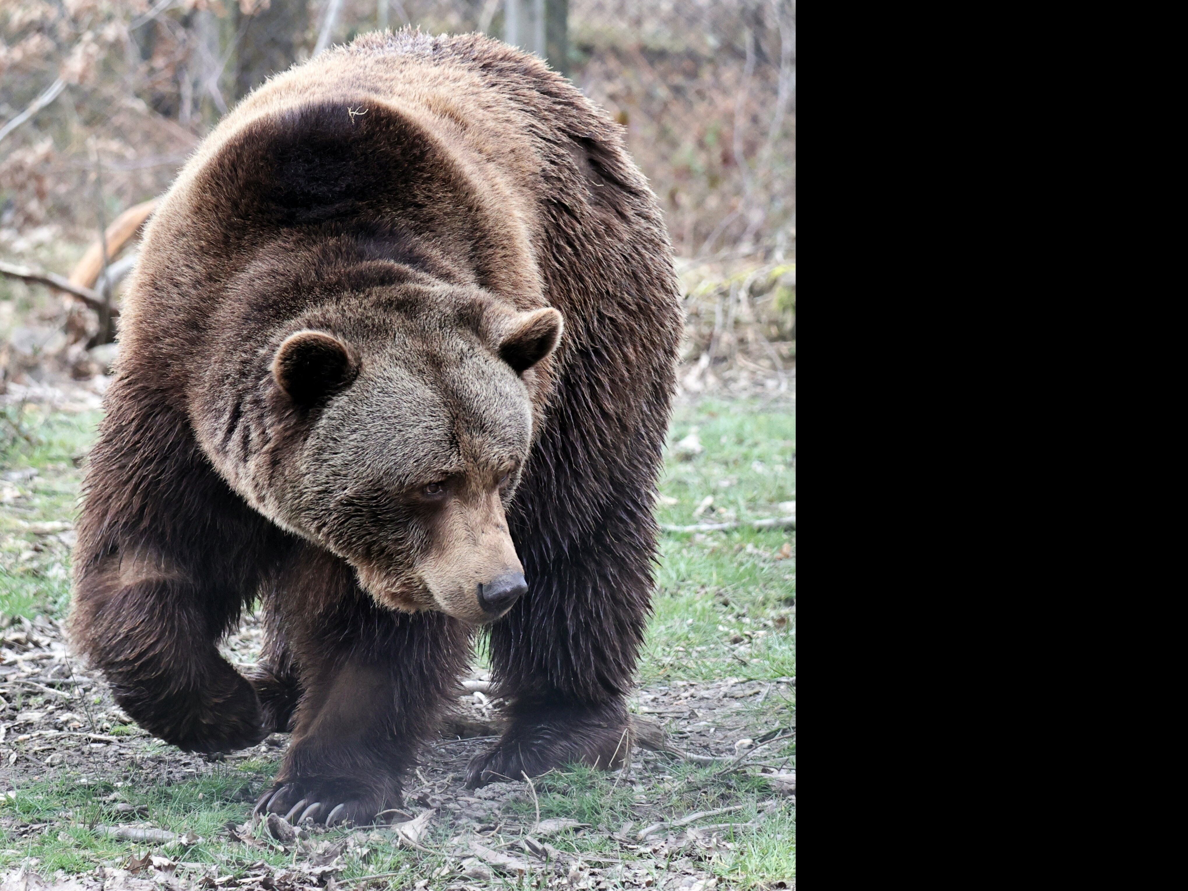 Hibernation And Torpor: What's The Difference