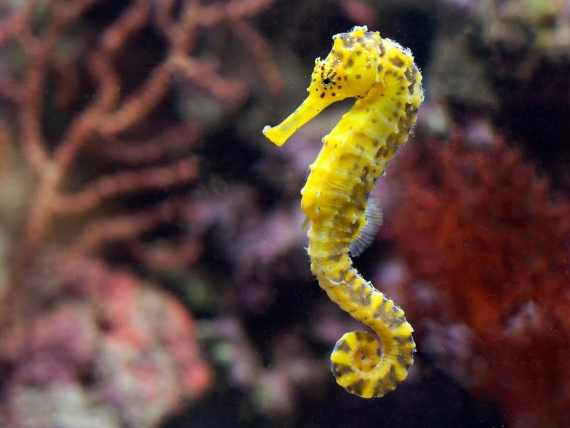 How And Why Seahorses Change Colour