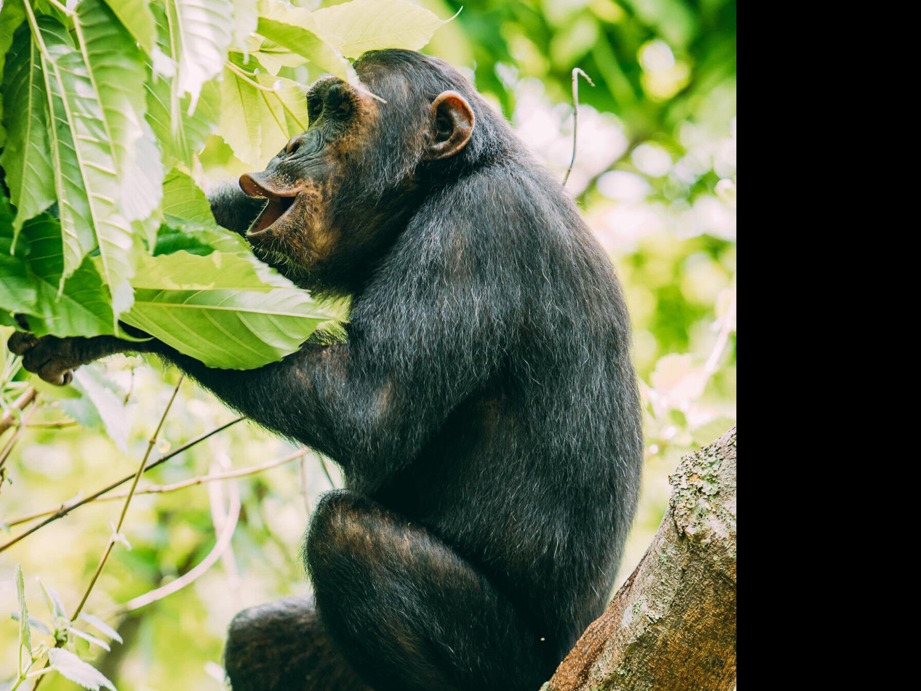 How Animals Self-Medicate