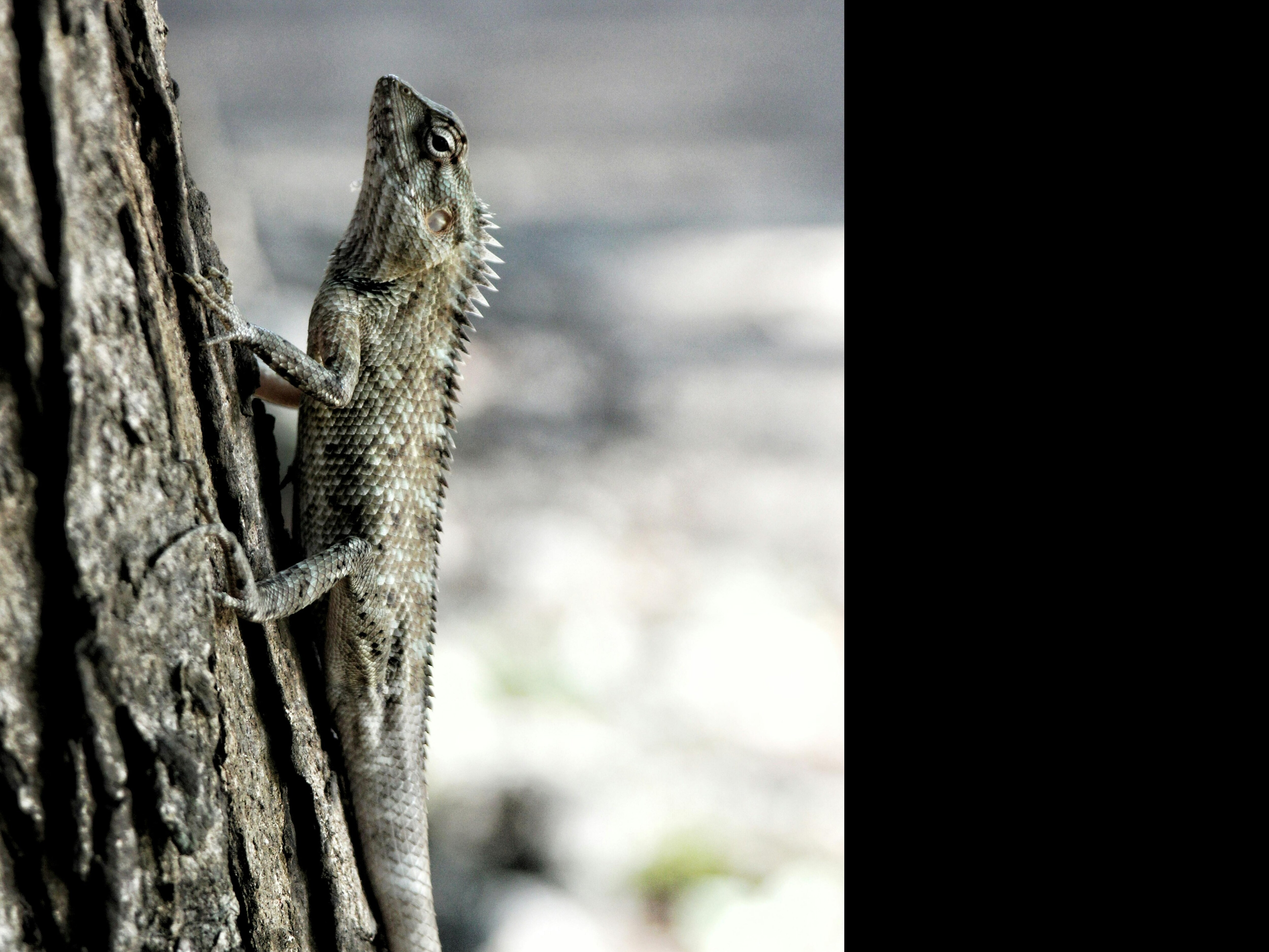 How Animals Use Optical Illusions To Their Advantage