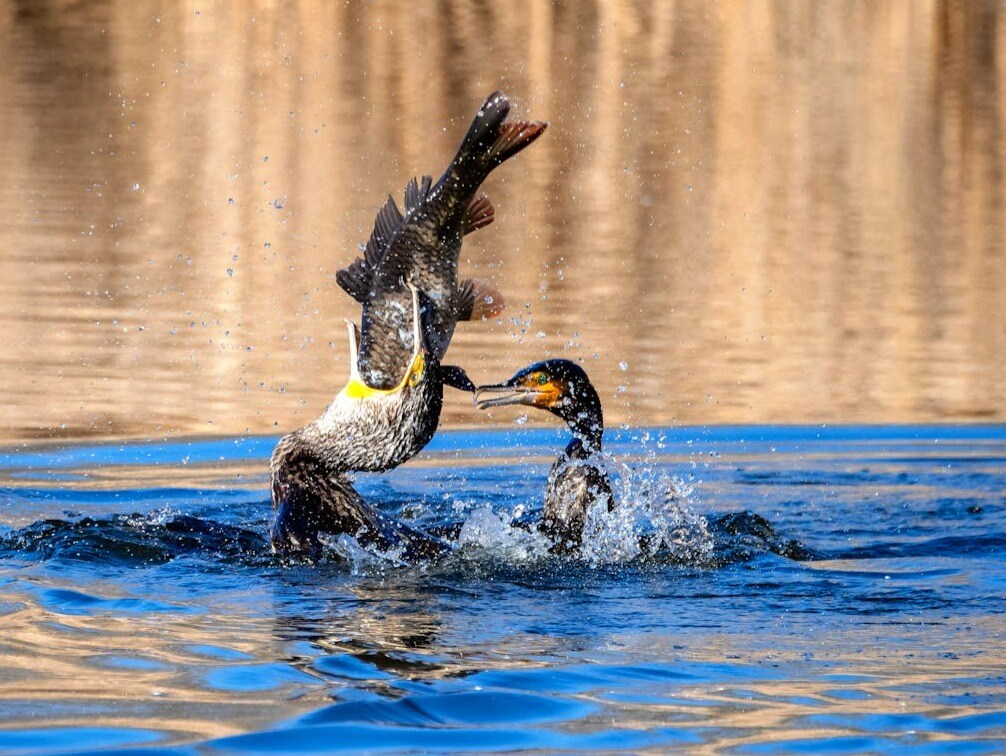 How Birds Team Up To Fight Predators