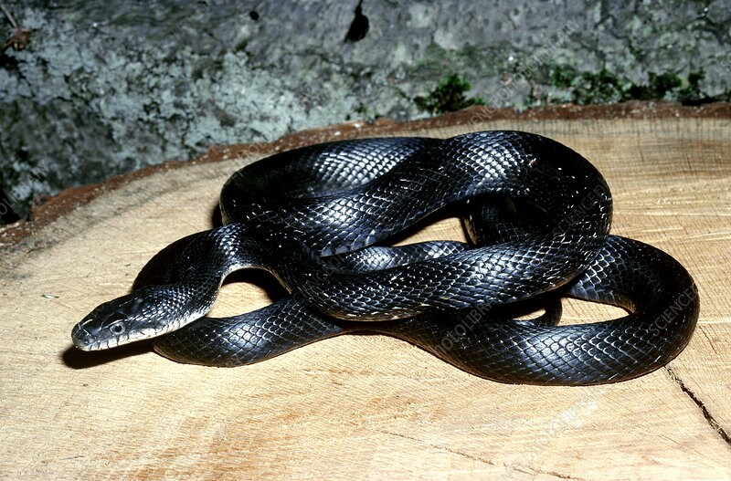 How Do Snakes Mate Snakes Alive! Reptiles Spring Into Breeding Season