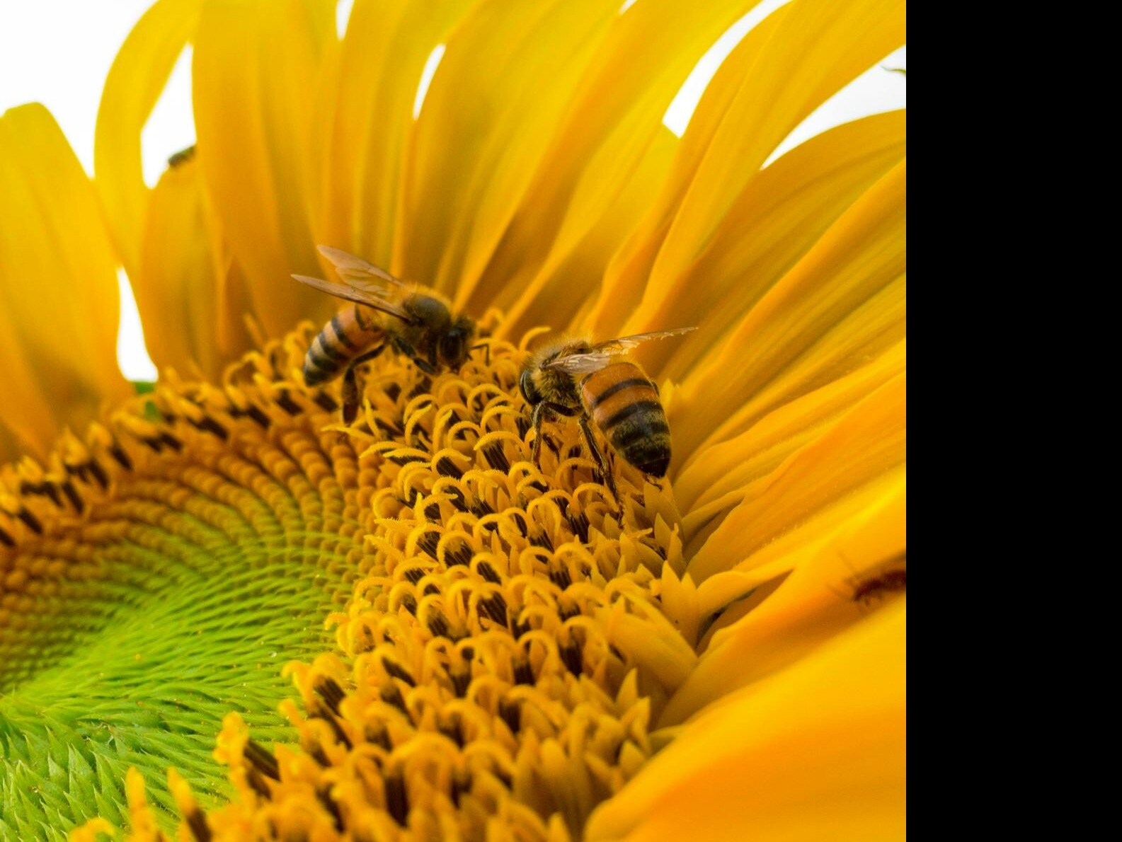 How Flowering Plants Attract Pollinators