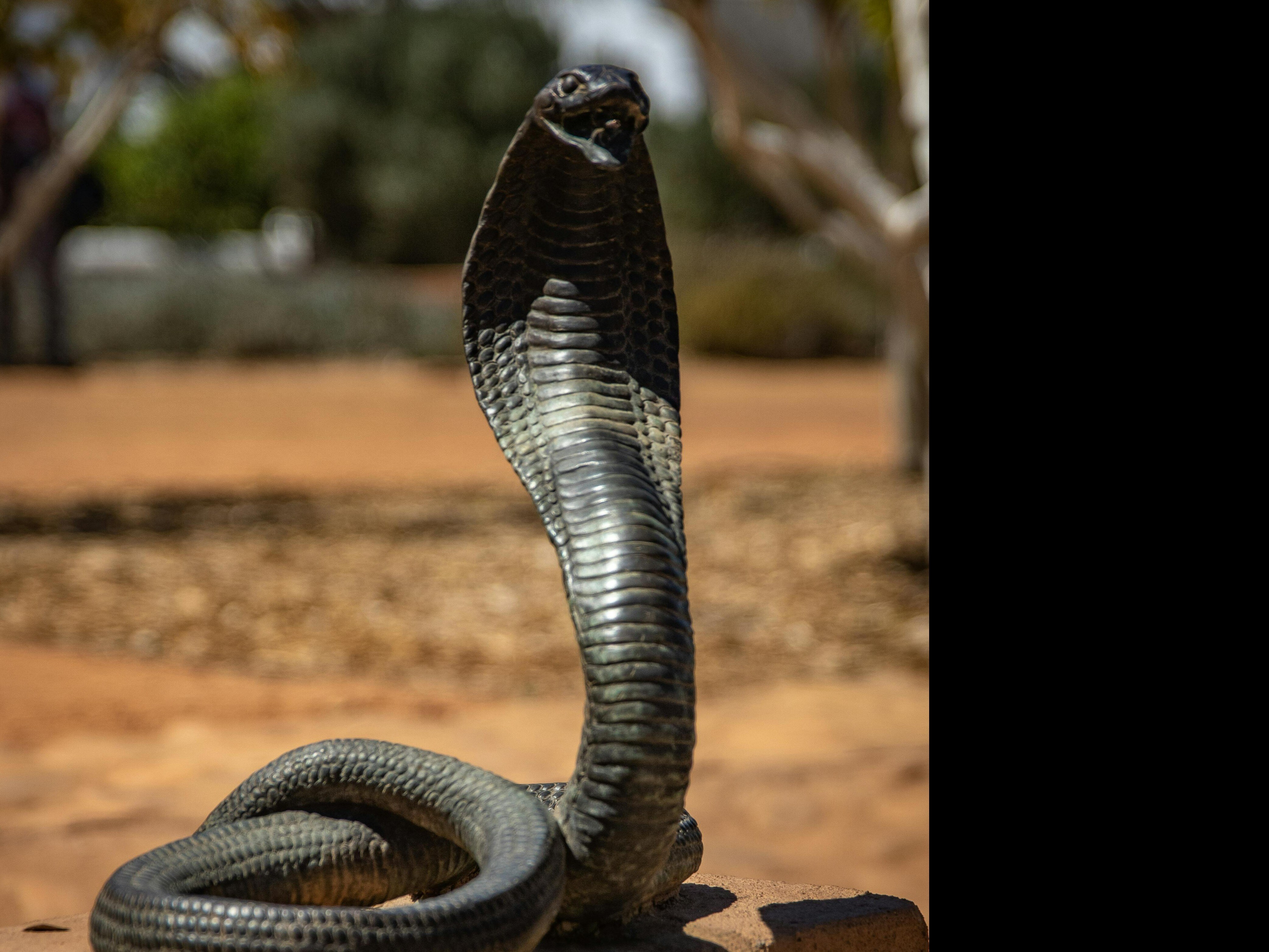 How Snakes Quickly Strike Their Prey Twice Their Size