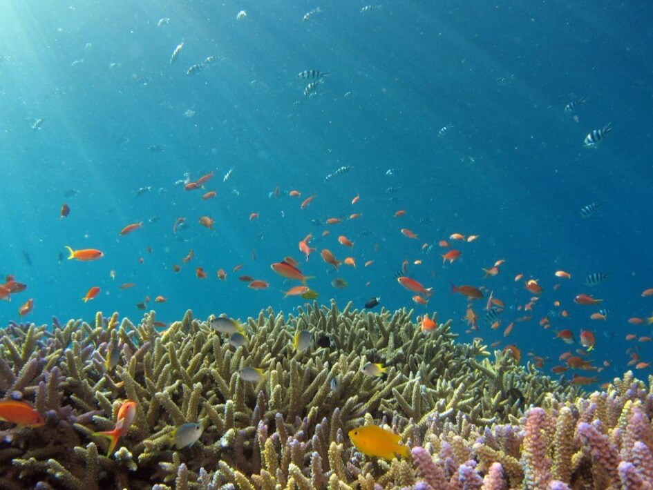 How Voter ID Card Became Mainstay Of Elections