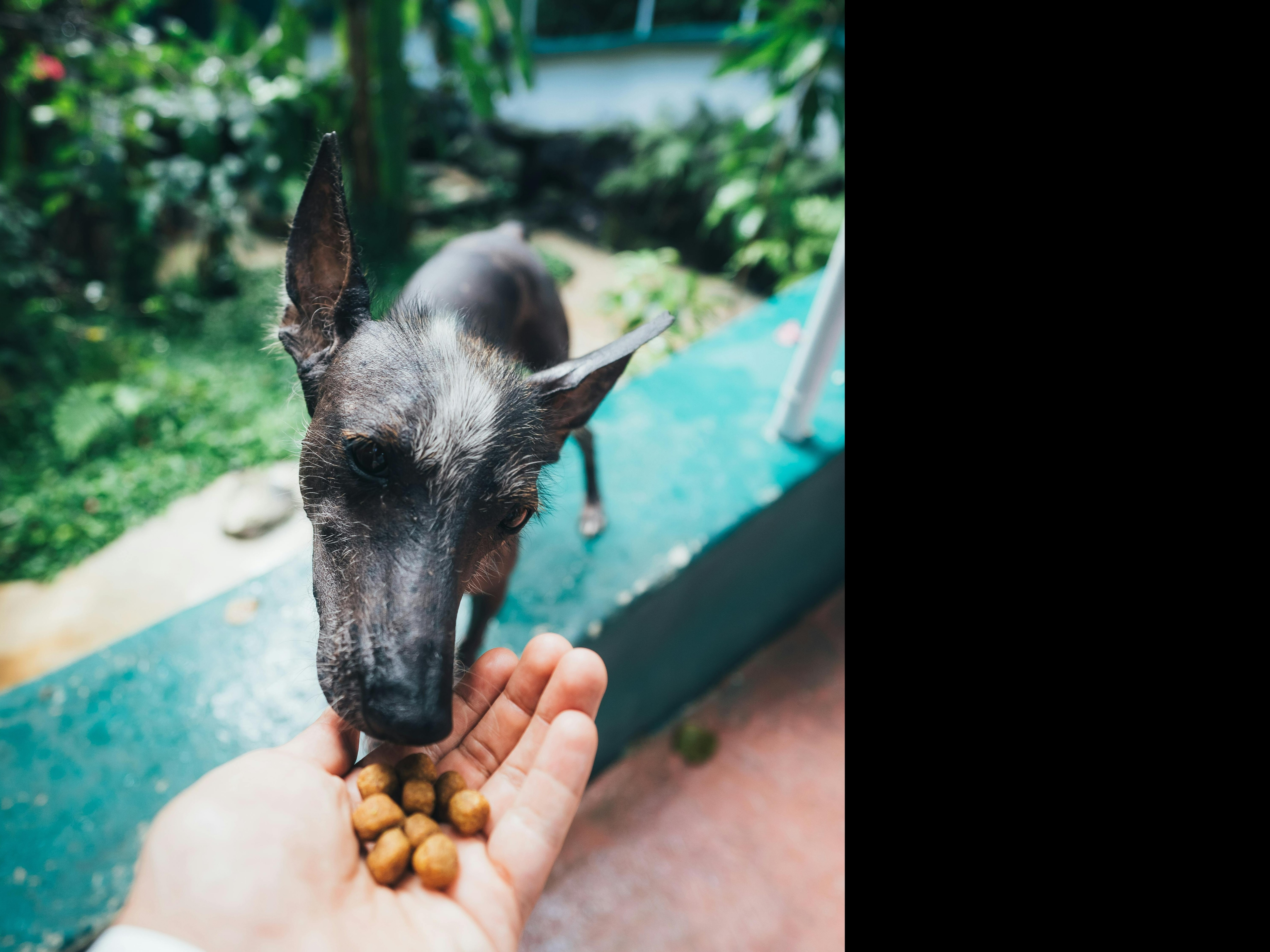 Human Foods That Dogs Should Never Eat