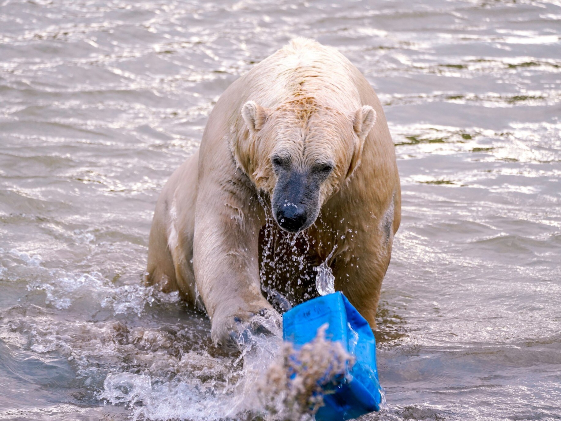 Impact Of Climate Change On Humans’ Overall Health
